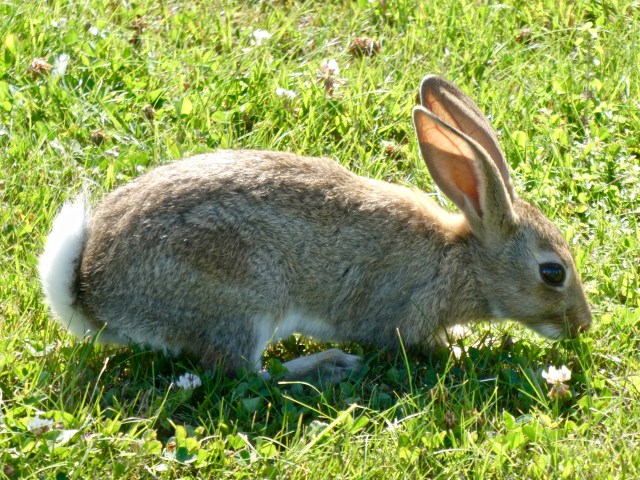 The Mystery of the Eleven Eggs – Behind the Scenery