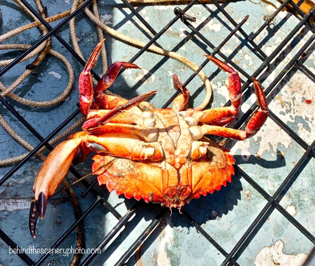 Plenty Of Fish – Behind the Scenery